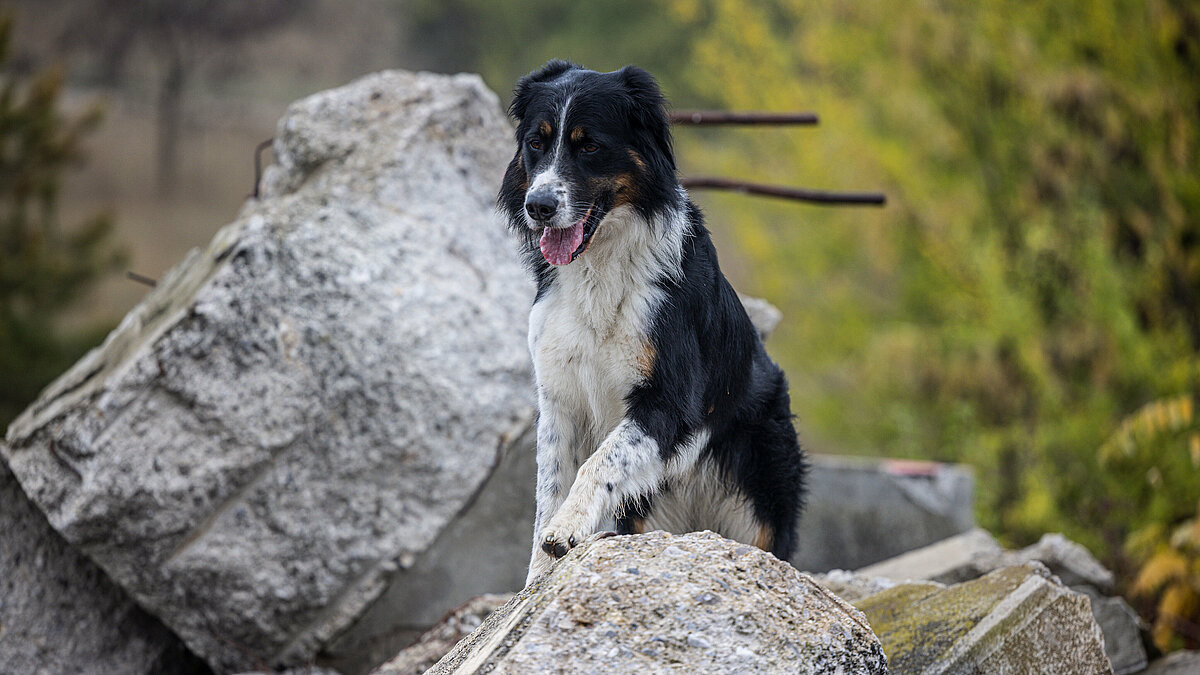 Search dogs ready for international missions: IRO - International ...