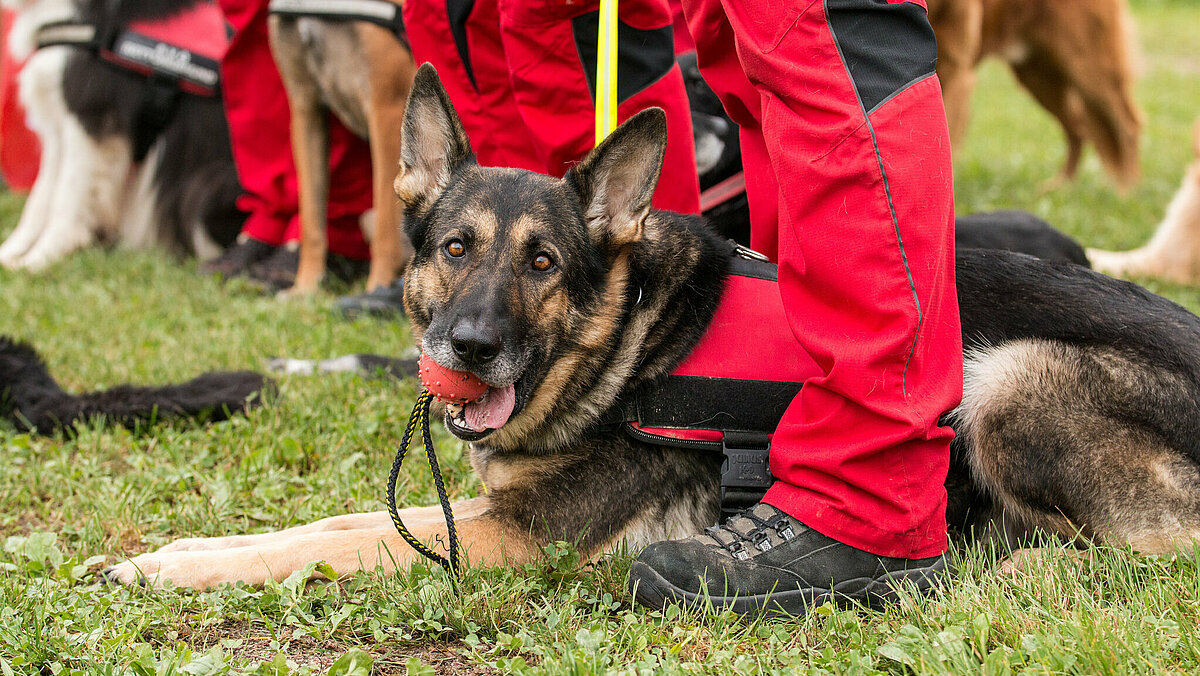Facts about the search and rescue dog: IRO - International Search and ...